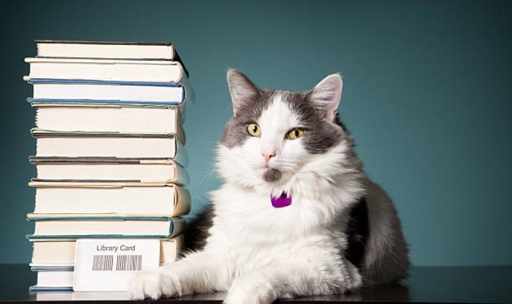 Home | Bedford Hills Free Library